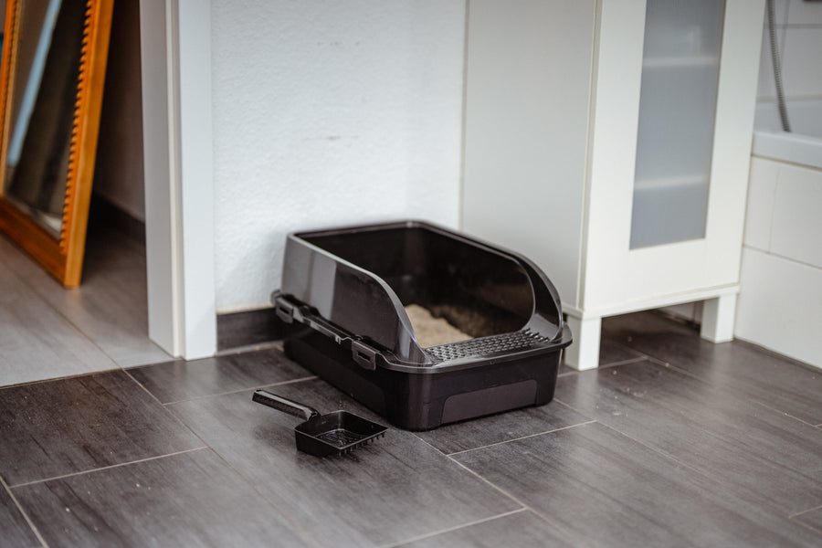 Which Litter Box for Kittens? Best Starter Models Guide – CROPLAS