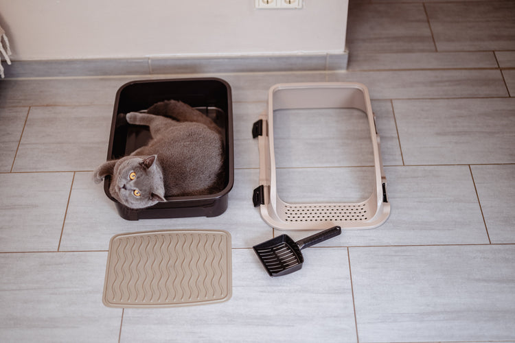 How Often to Change or Replace Litter Box? (Litter vs. Box) – CROPLAS